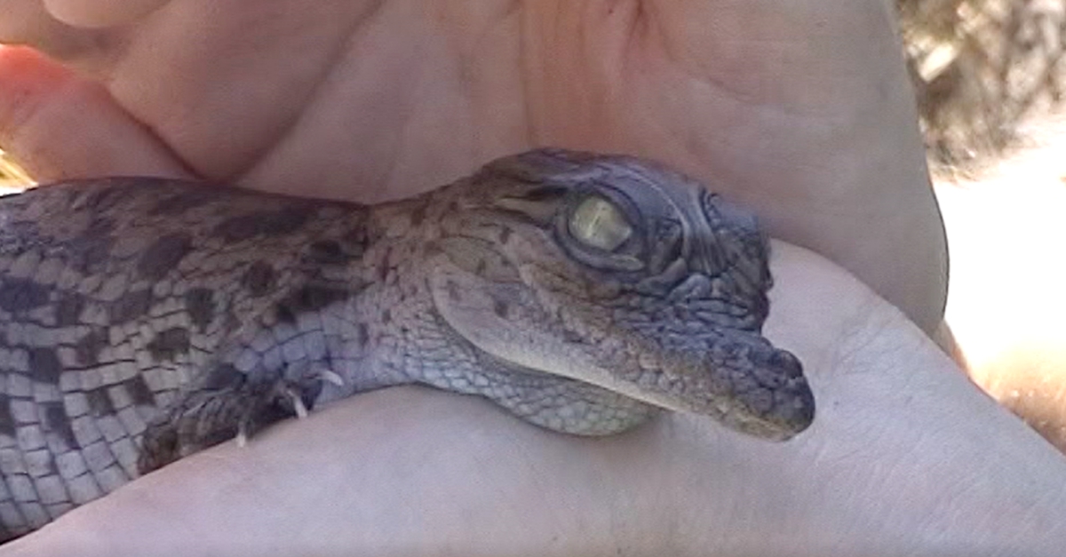 Botswana Crocodile Research - Shrenik Baldota