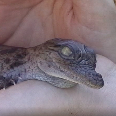 Botswana Crocodile Research - Shrenik Baldota